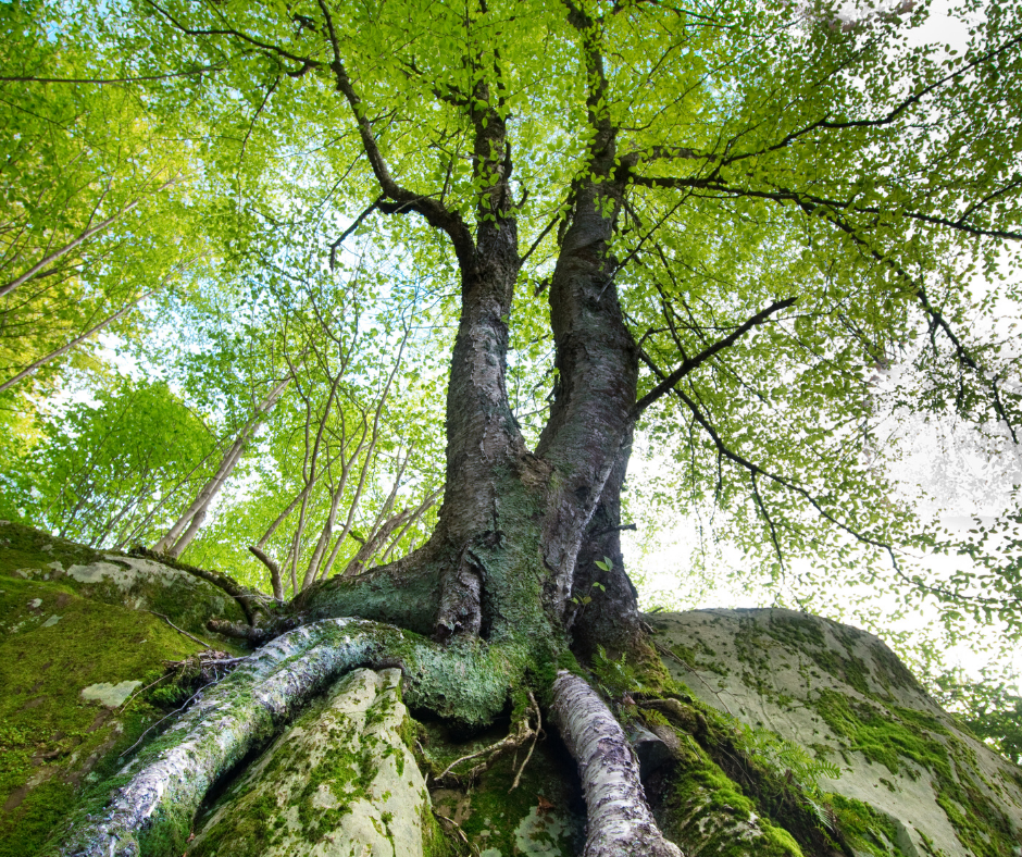 Importance of Trees — Friends of the Forest