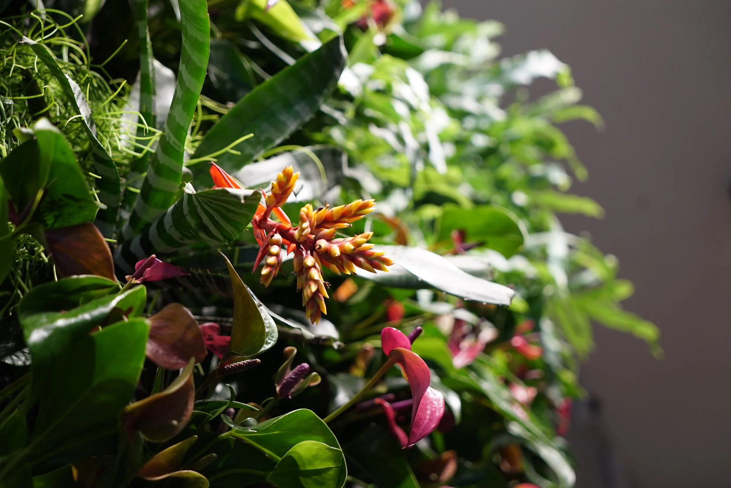 Sui Yoga Living Wall — Urbanstrong