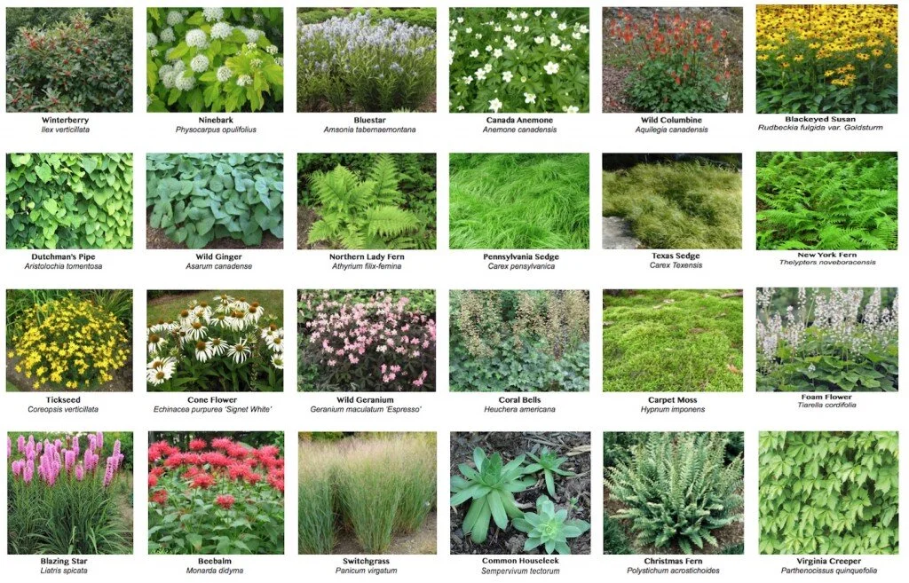 Intro To Green Roofs, Part 3 Of 3: Types And Layers — Urbanstrong