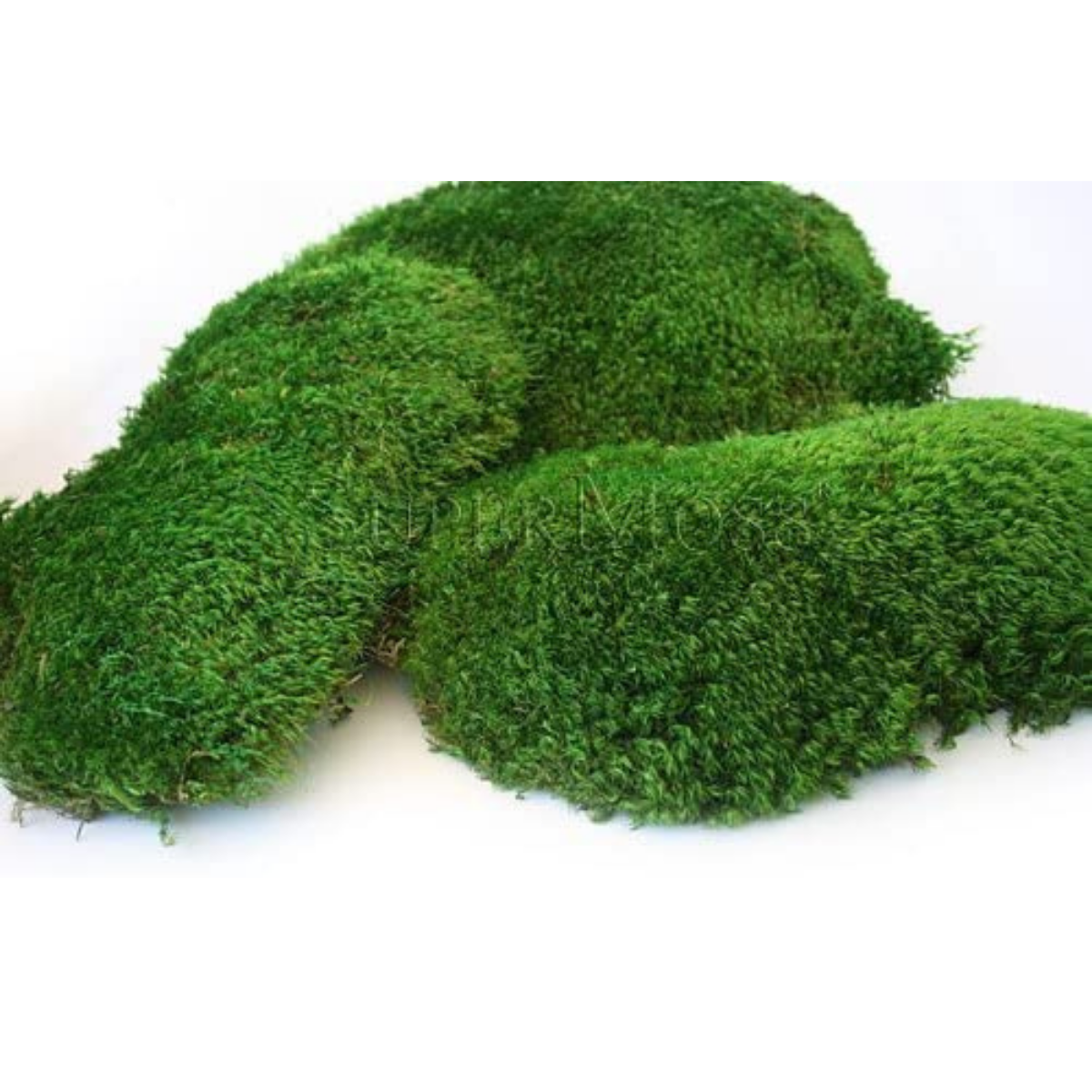 Moss Wall Art | Preserved Moss Wall Art | Moss Wall & Plant Wall