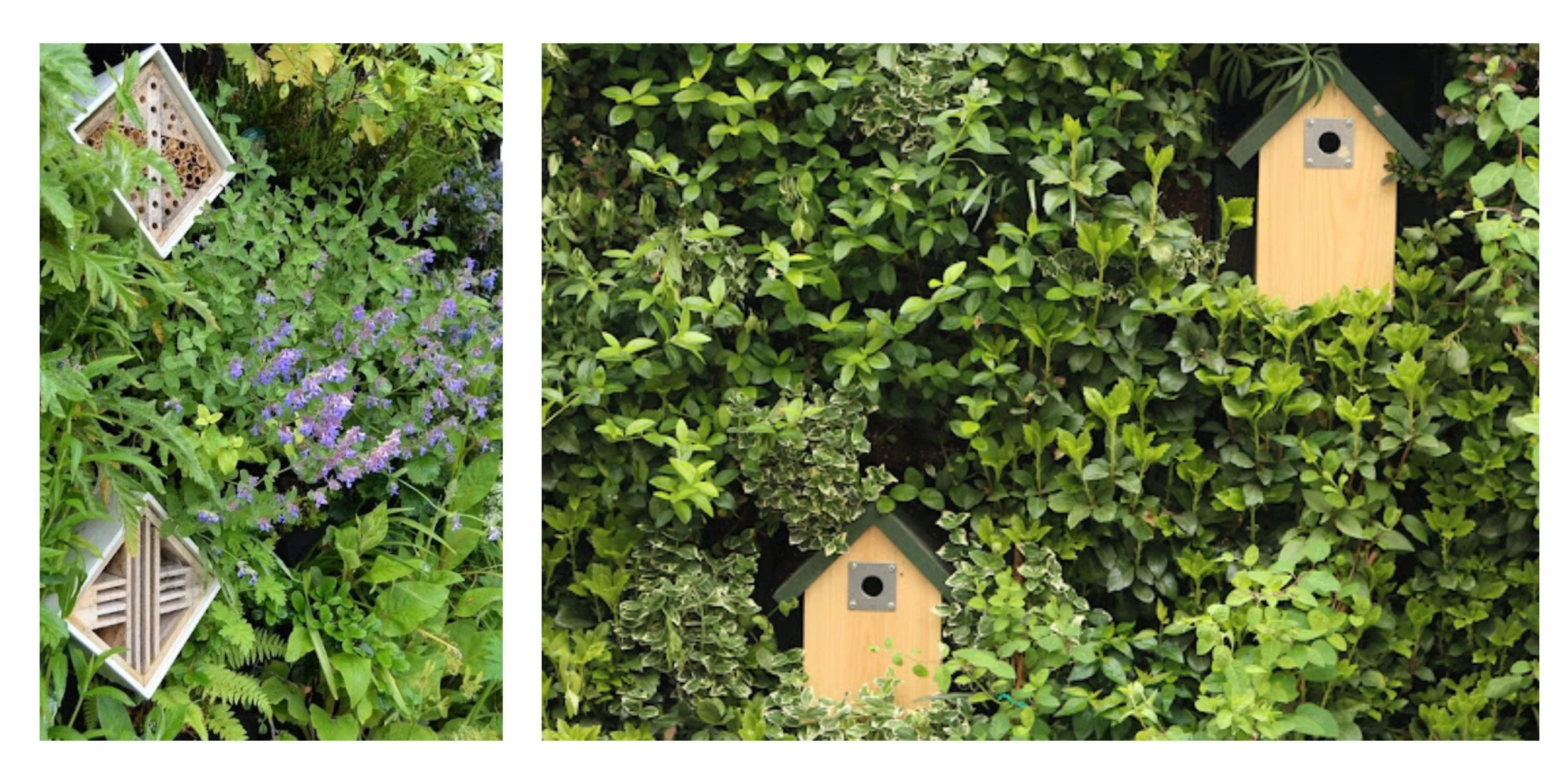 Design Living Walls for Biodiversity | Urbanstrong — Urbanstrong