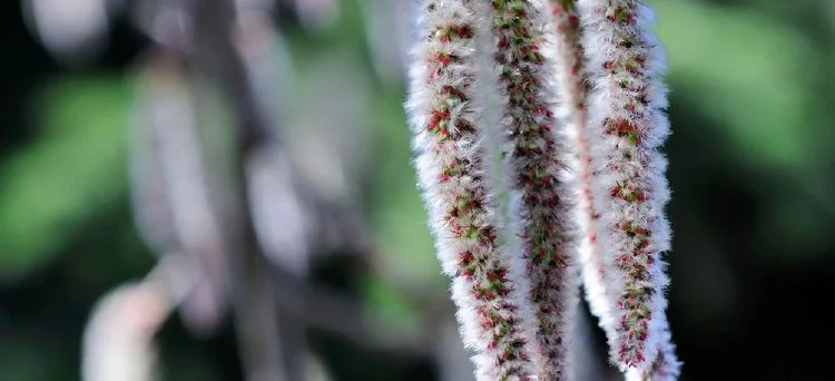 Aspen Bach Flower Benefits | Best Flower Site