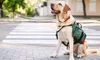 Free Dog and Puppy Training Guides — Mind Body Paws
