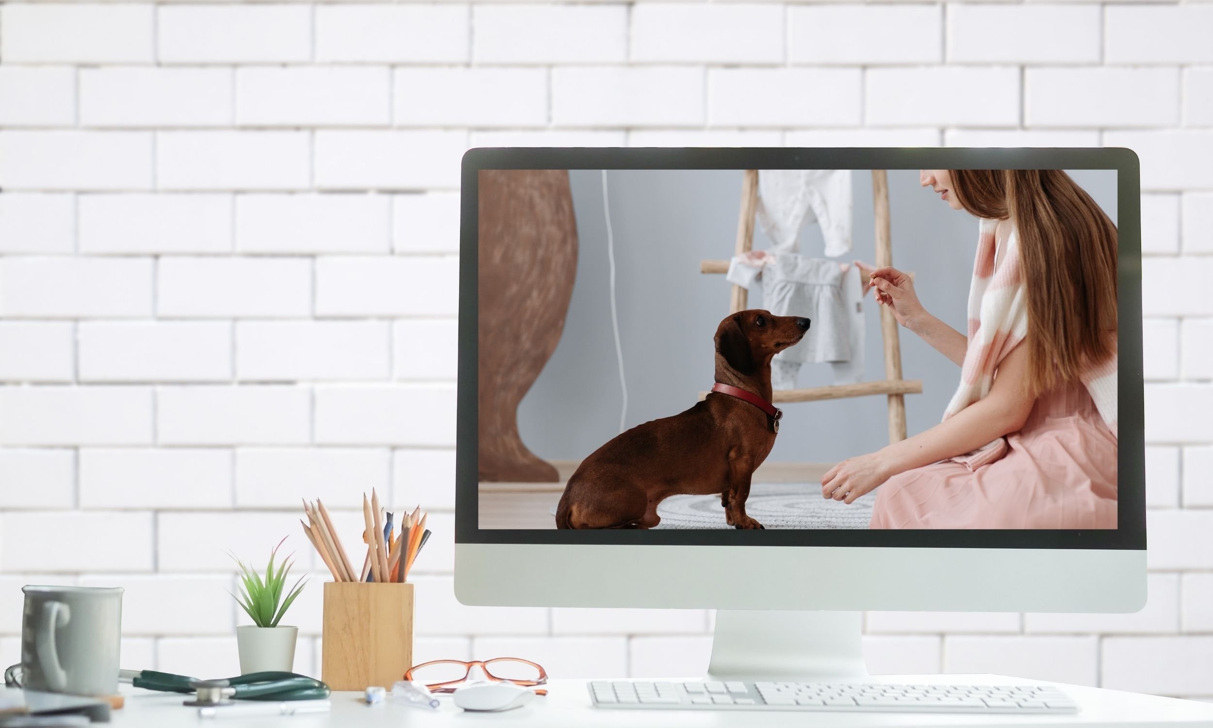 In Home Dog Training | Mind Body Paws