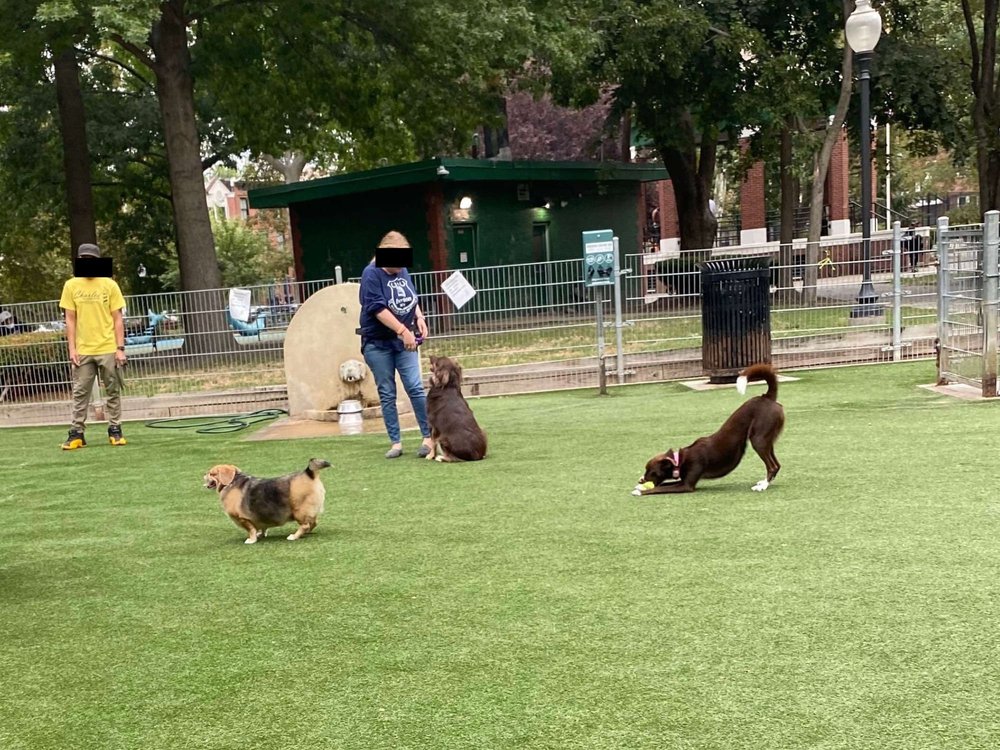 All About Dog Parks- Your Guide to Safe Visits