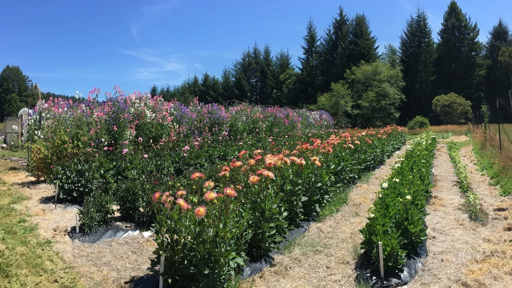 Brunner Family Farm