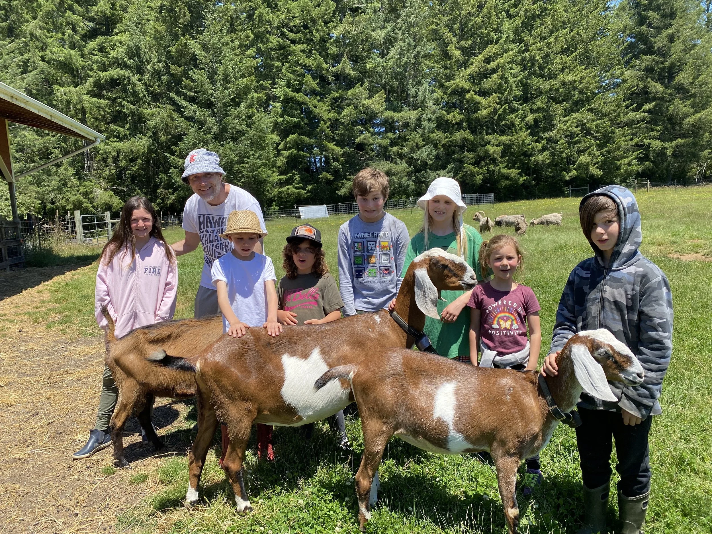 Shop — Brunner Family Farm