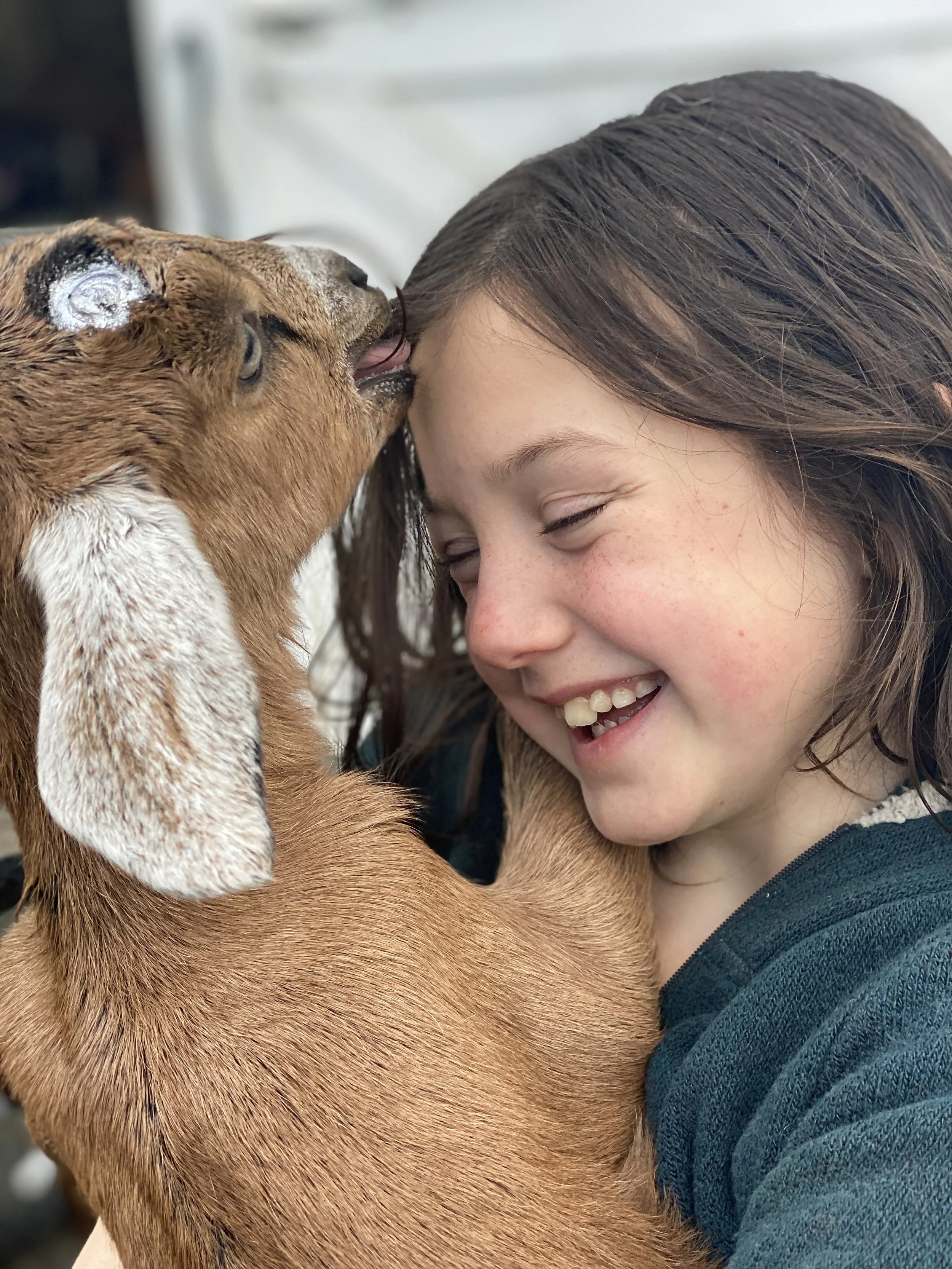 Shop — Brunner Family Farm