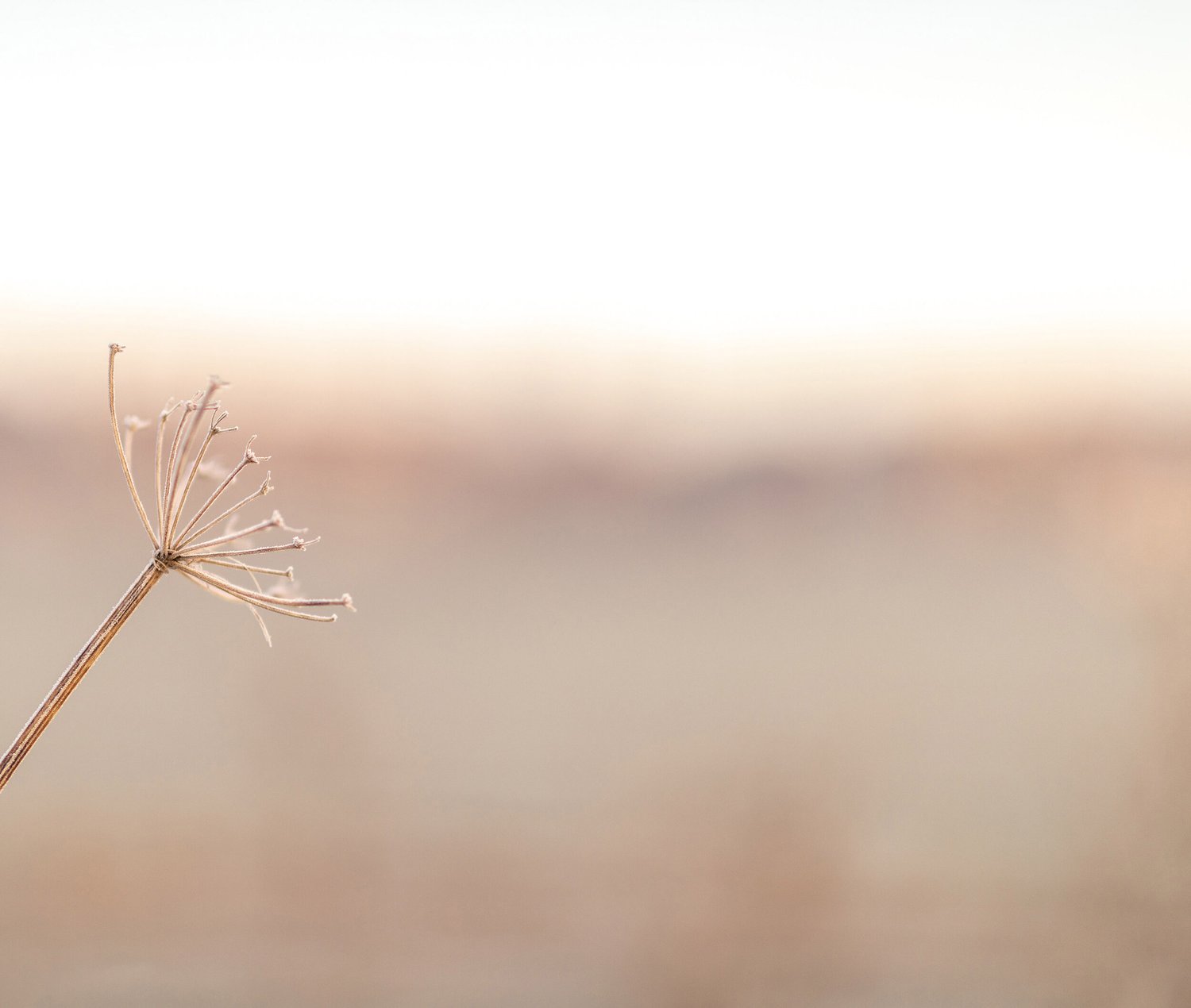 Endometriosis Specialist Perth | Dr Rose McDonnell — Dr Rose McDonnell