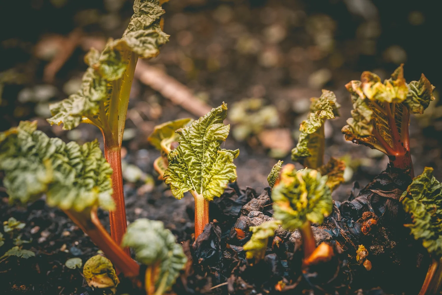 Charleton Fruit Farm 🍓