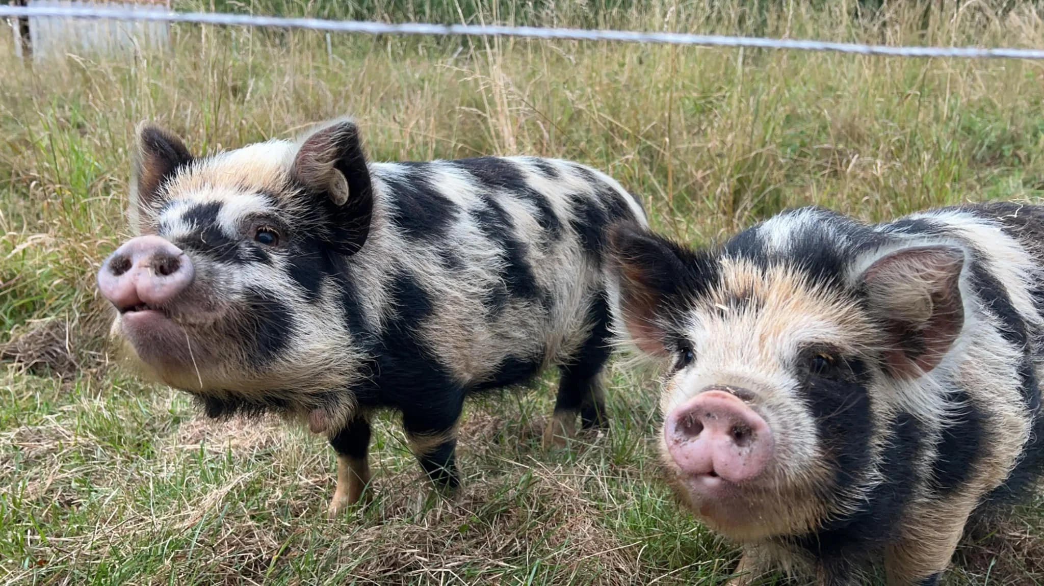 About Us — Charleton Fruit Farm 🍓
