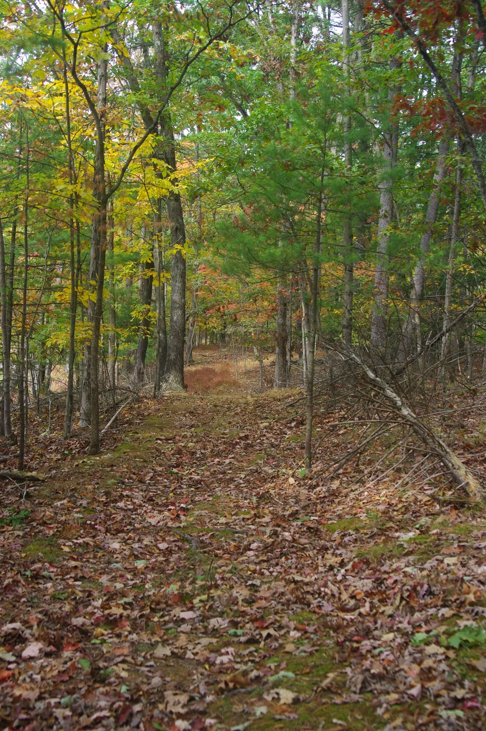 Friends of Golden Pond