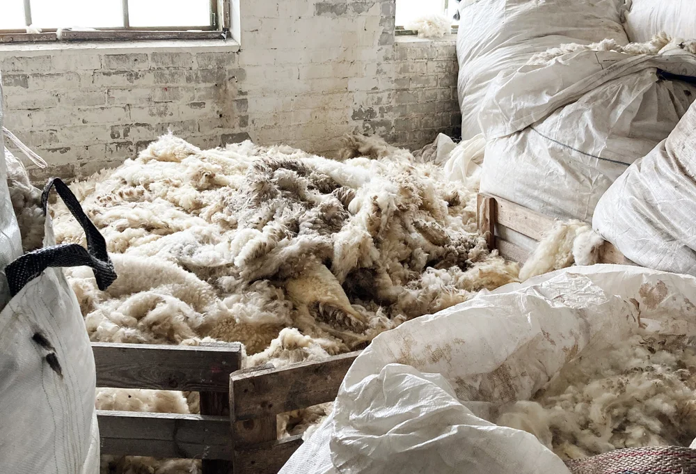 Why wool? And why do farmers burn it? | Woola