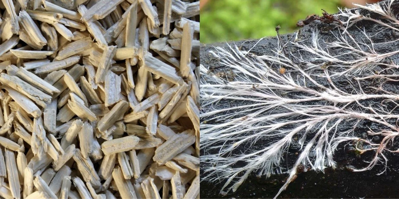 What are sustainable packaging materials? (+ Top 4 examples) | Woola