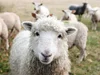 Know Your Wool (KYW): Where does our wool come from? | Woola