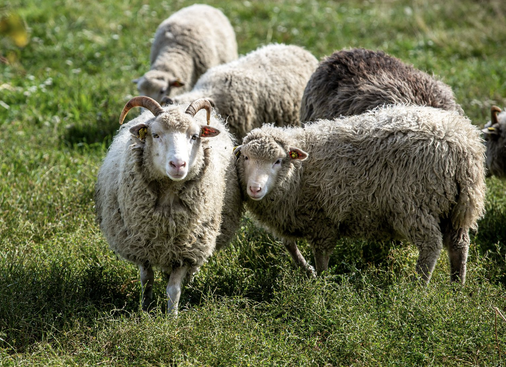 Know Your Wool (KYW): Where does our wool come from? | Woola