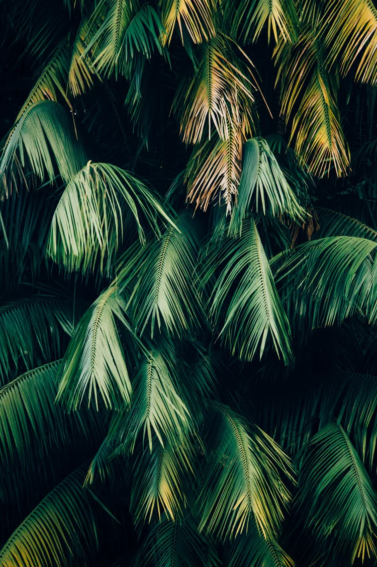 Palms for Life