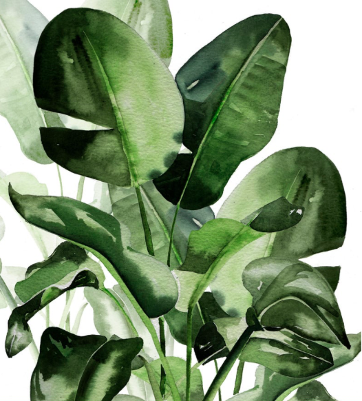 Wood Element for Health, Energy, and Wealth — Clear Space Feng Shui Austin