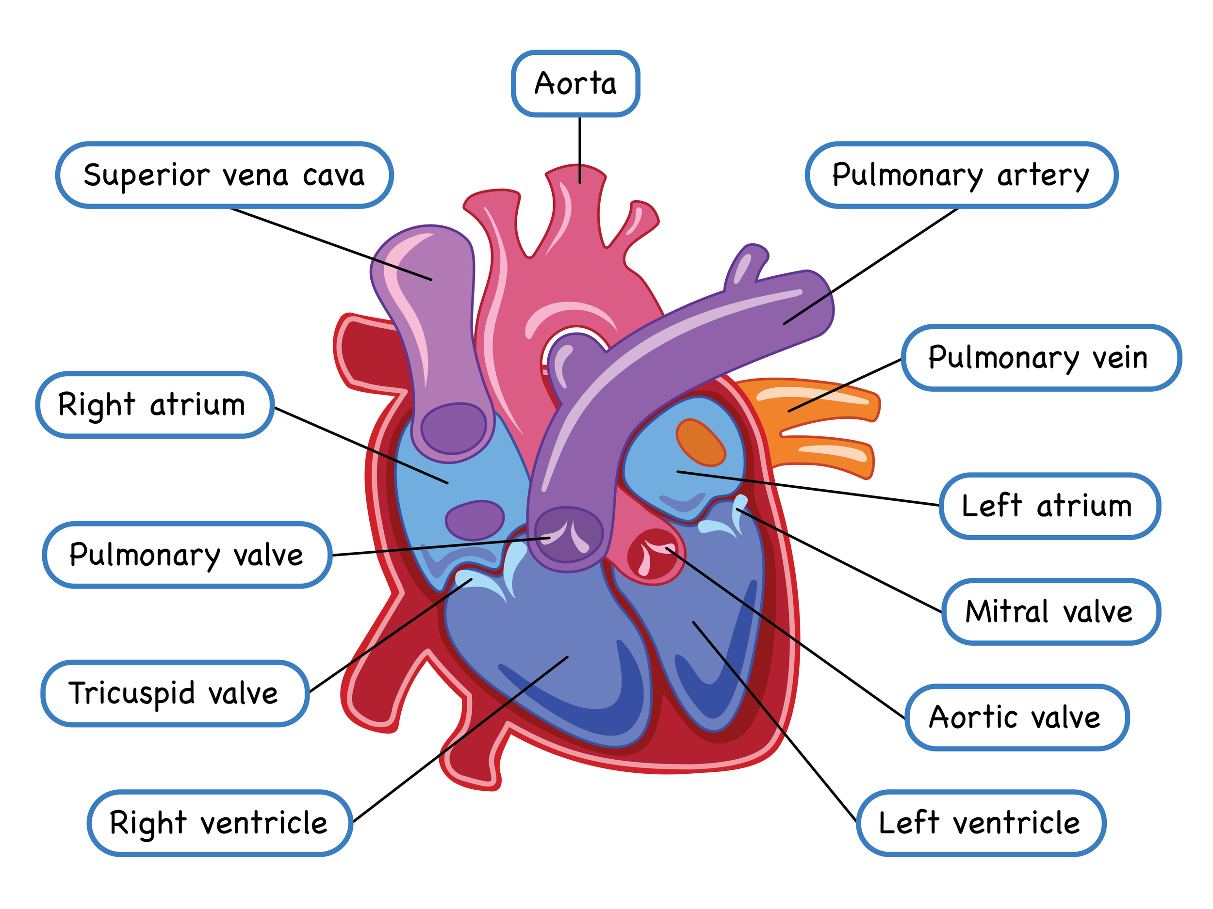 Heart Diagram - students can use stickers to identify and organise ...