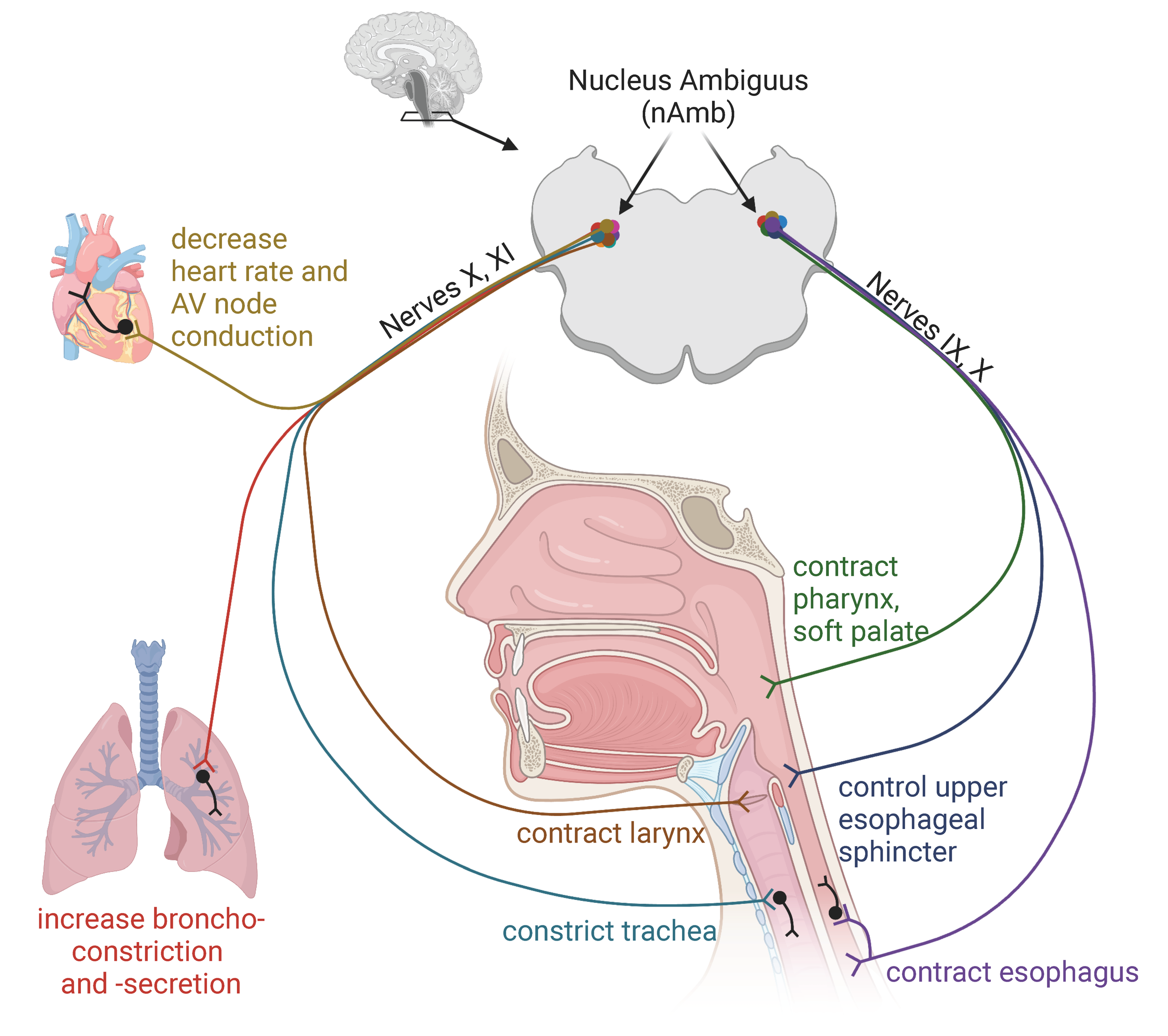 The brain-heart axis — The Campbell Lab