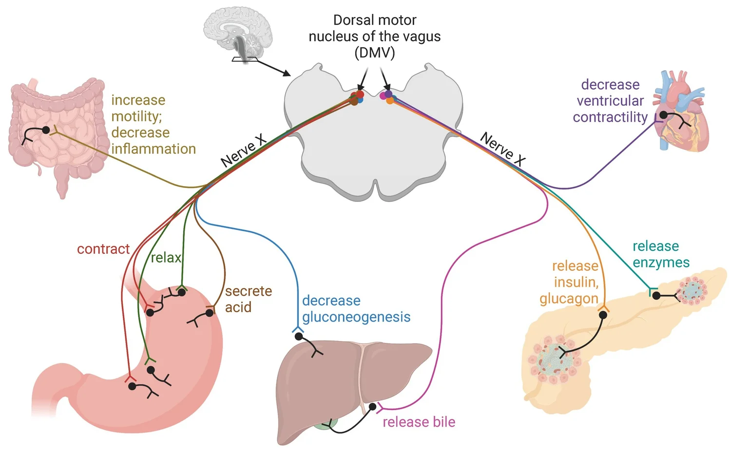 The brain-gut axis — The Campbell Lab