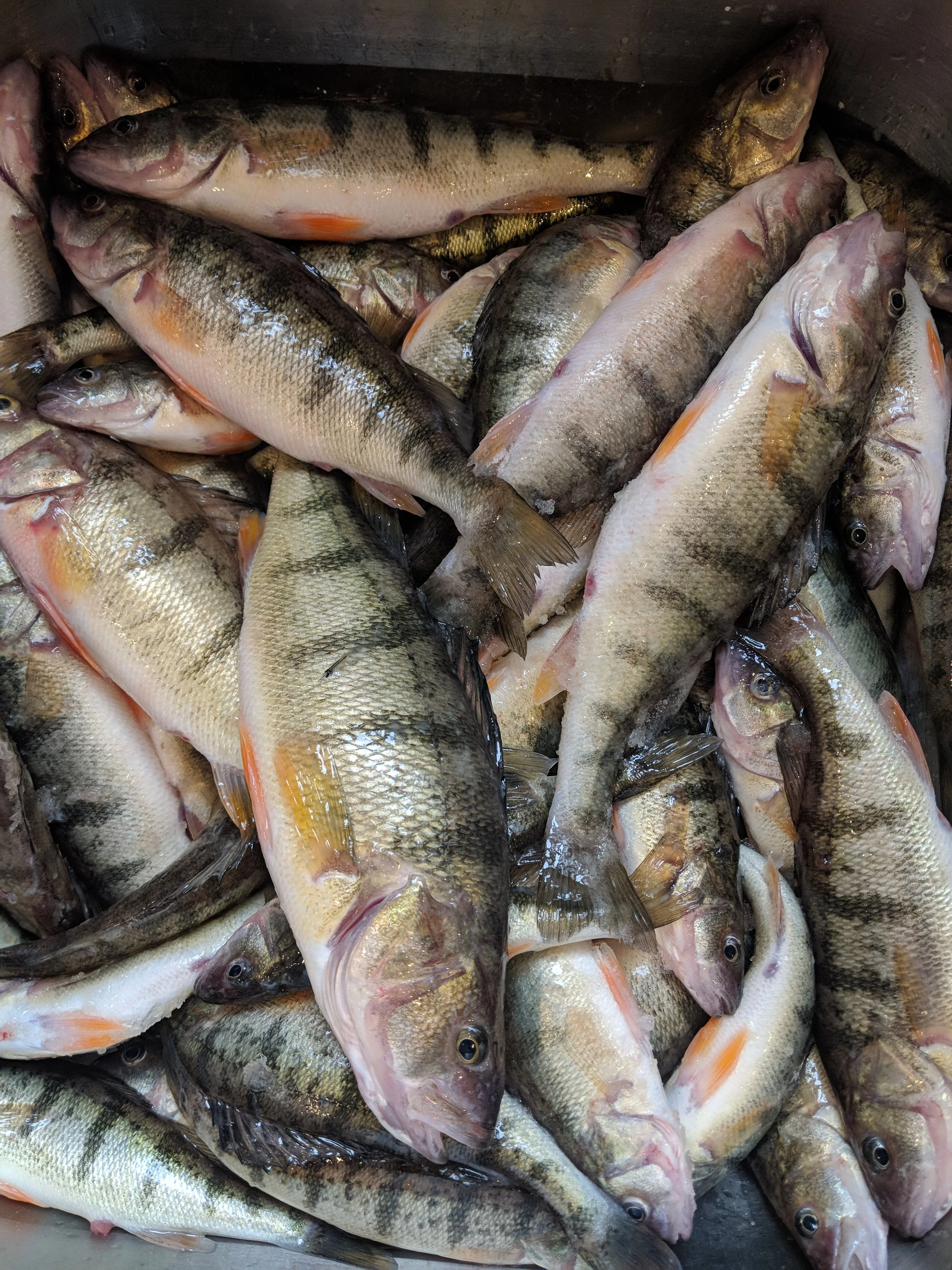 My 12 Month Fishing Calendar - West Michigan — Jeff Elliott Outdoors