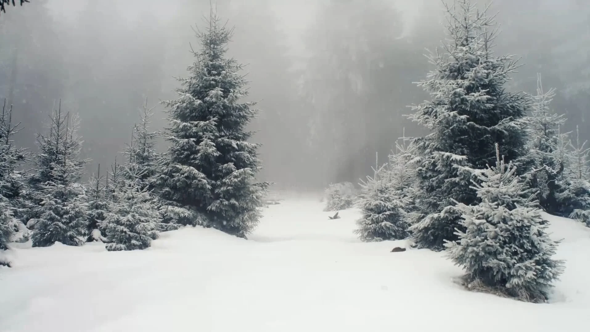 Best White Wallpapers For Wallpaper Engine Wallpaper Engine Space