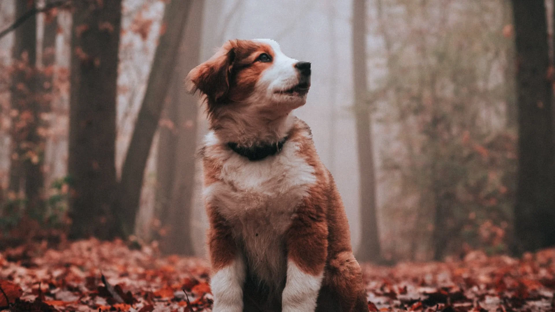 Best Dog Wallpapers from Wallpaper Engine — Wallpaper Engine Space