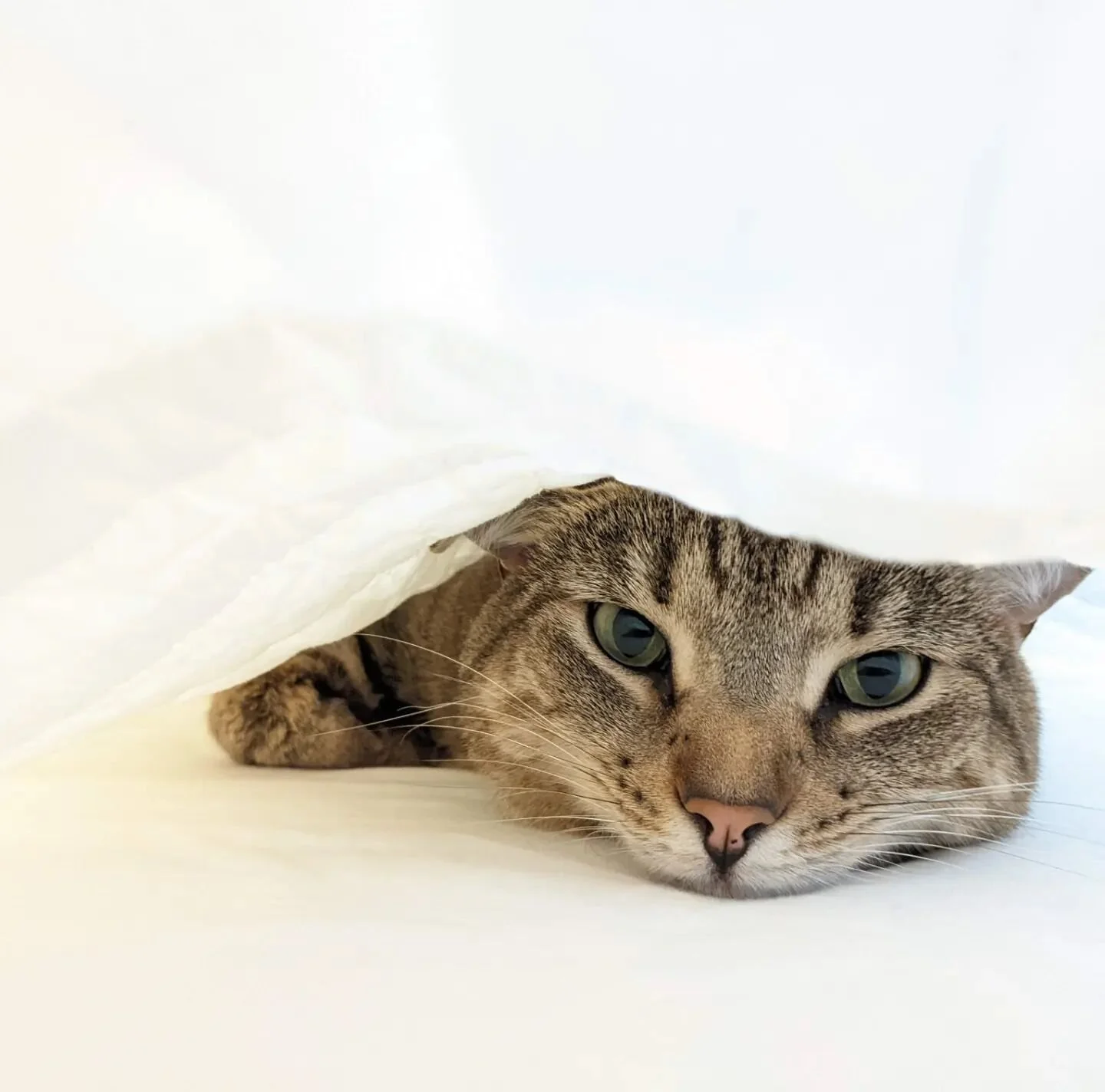 Chef Leigh Orleans - Private Chef, Serving Raleigh & Pinehurst NC