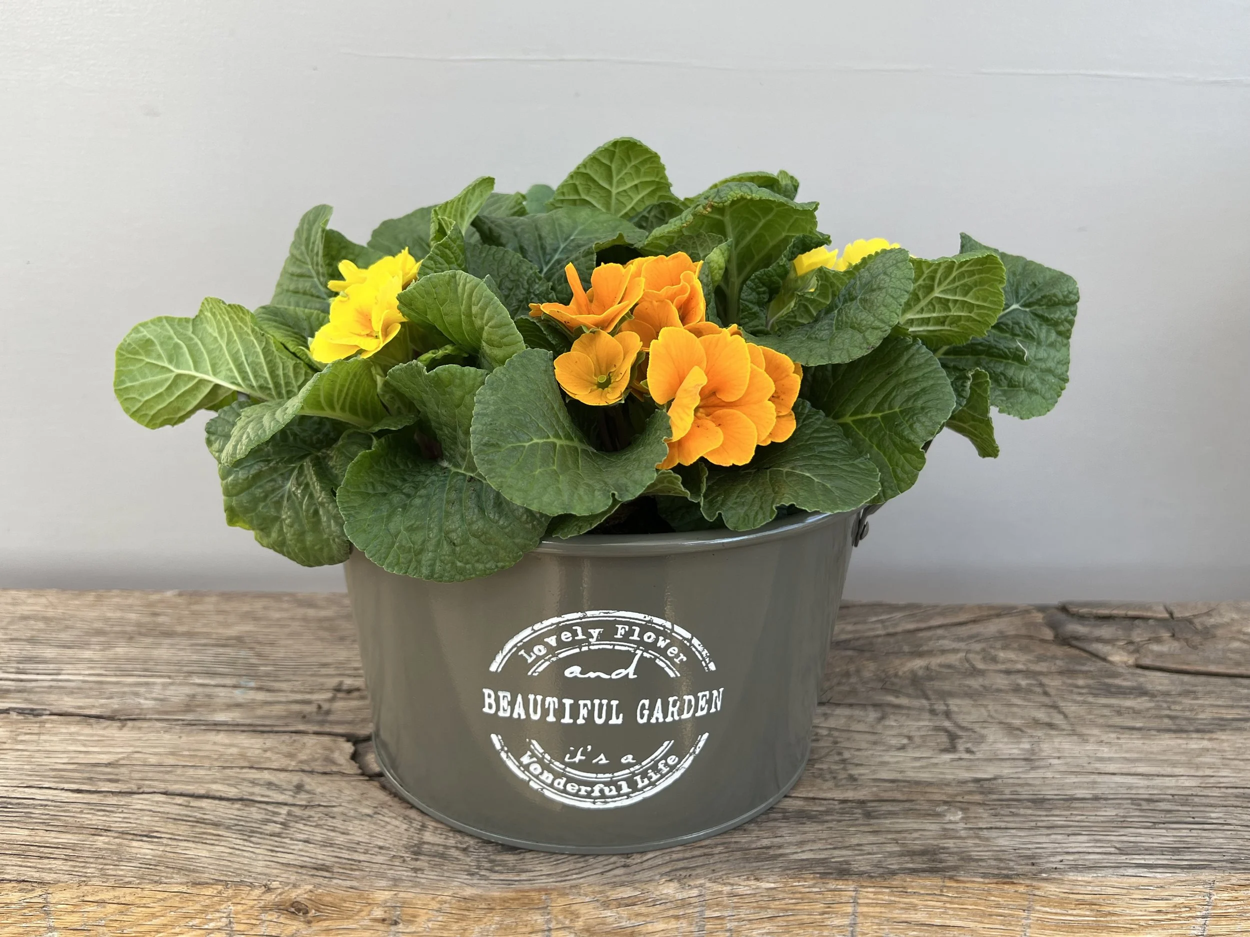 Dorset Planters