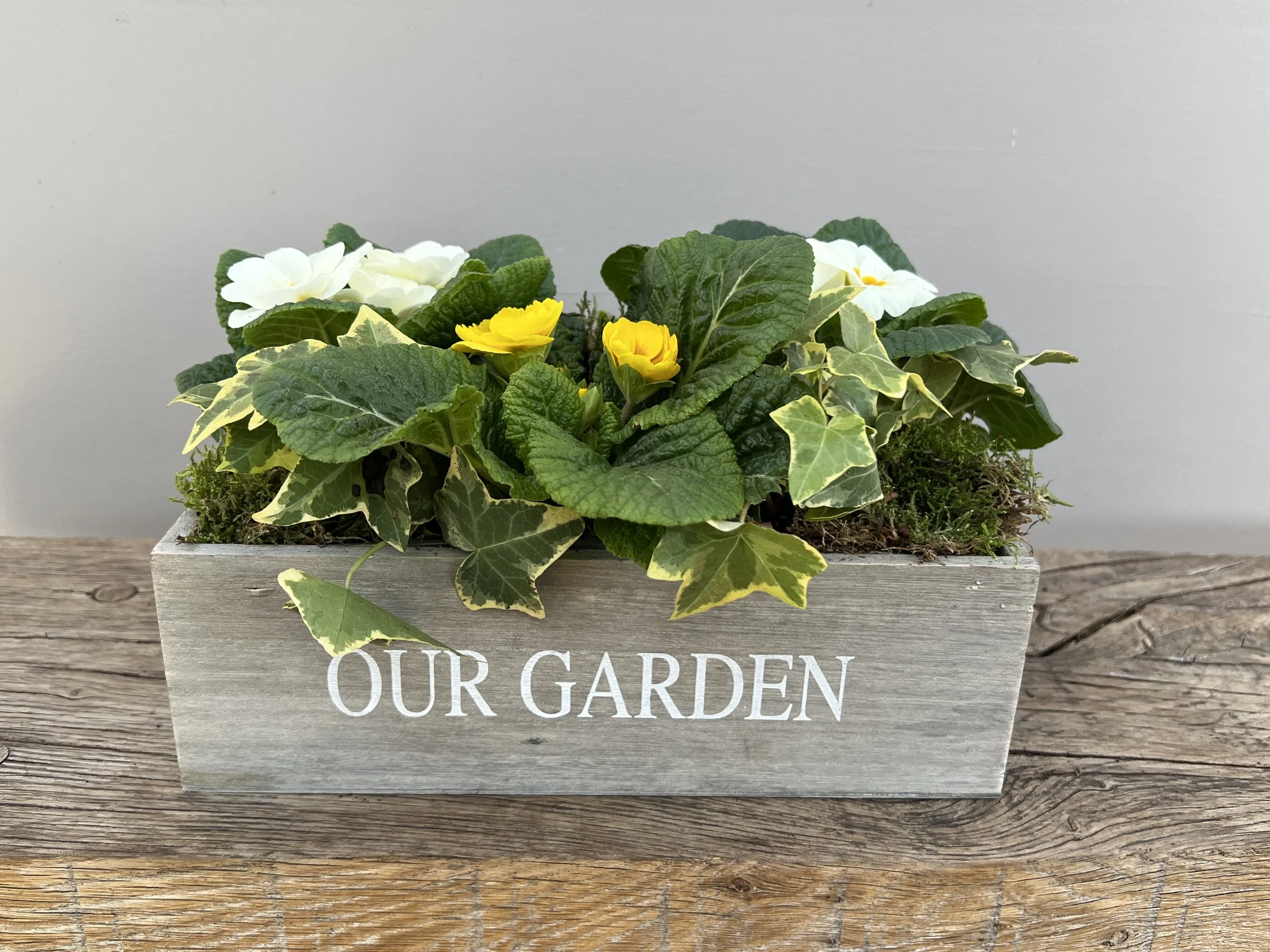 Dorset Planters