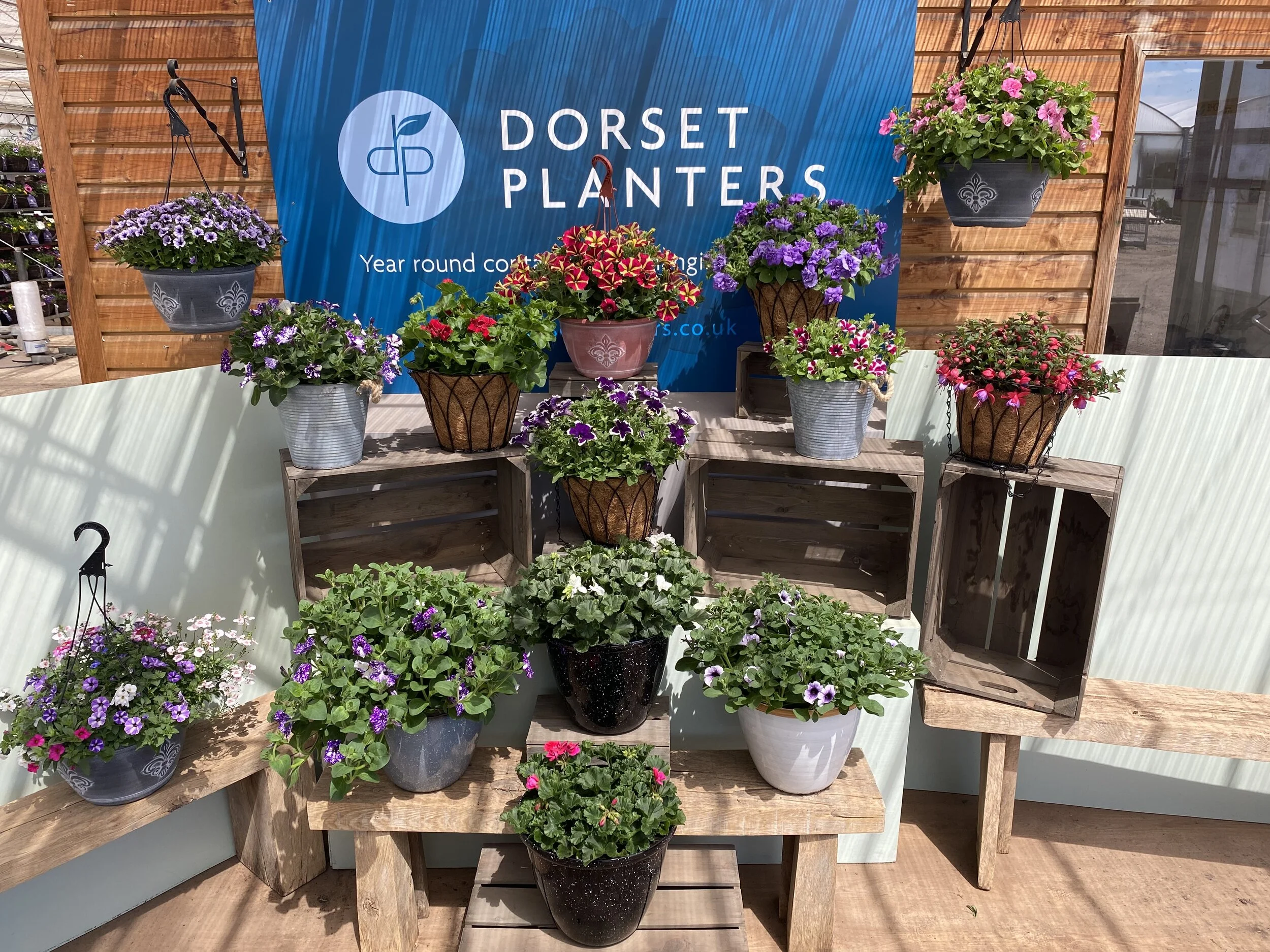 Dorset Planters