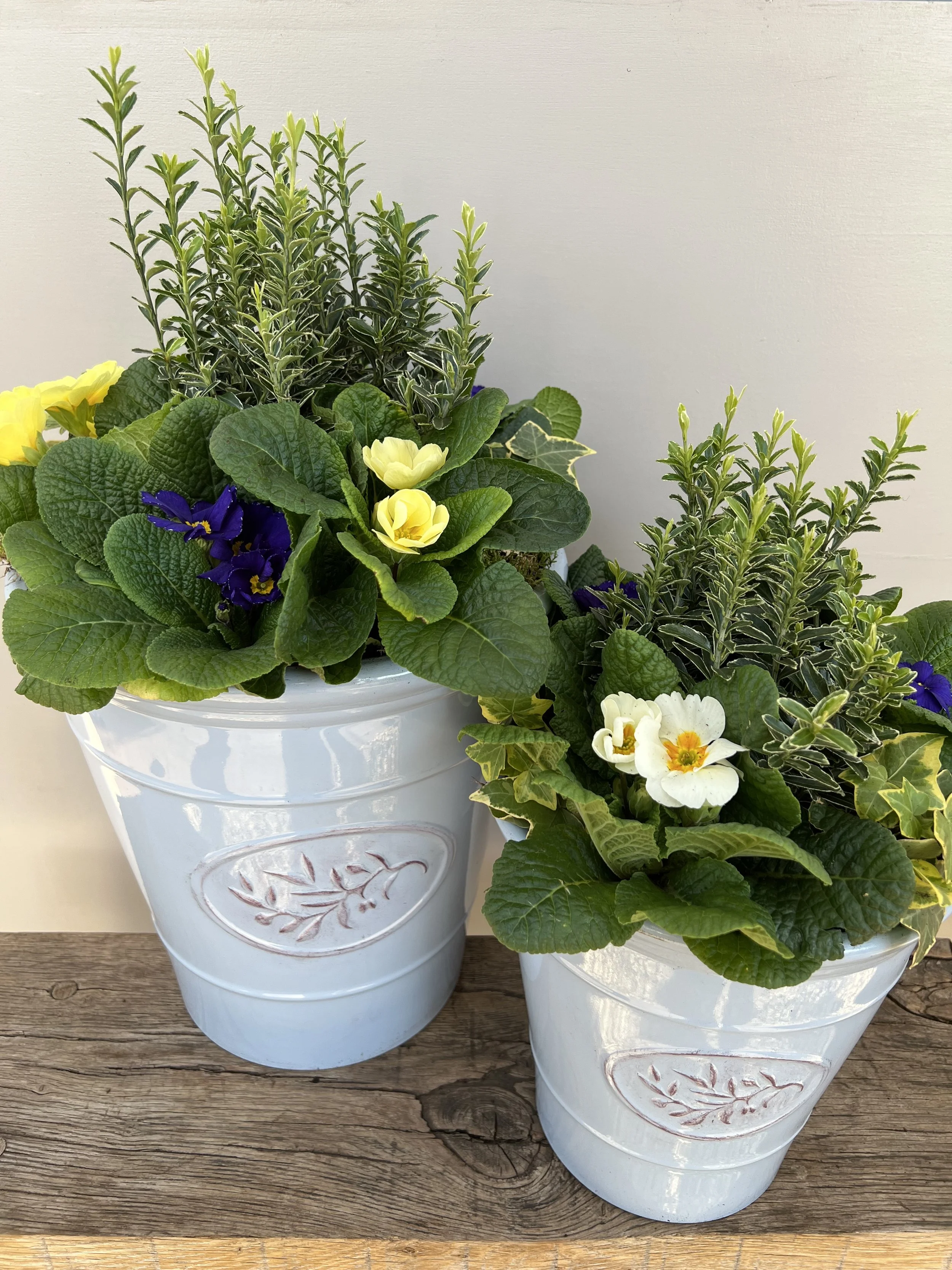 Dorset Planters