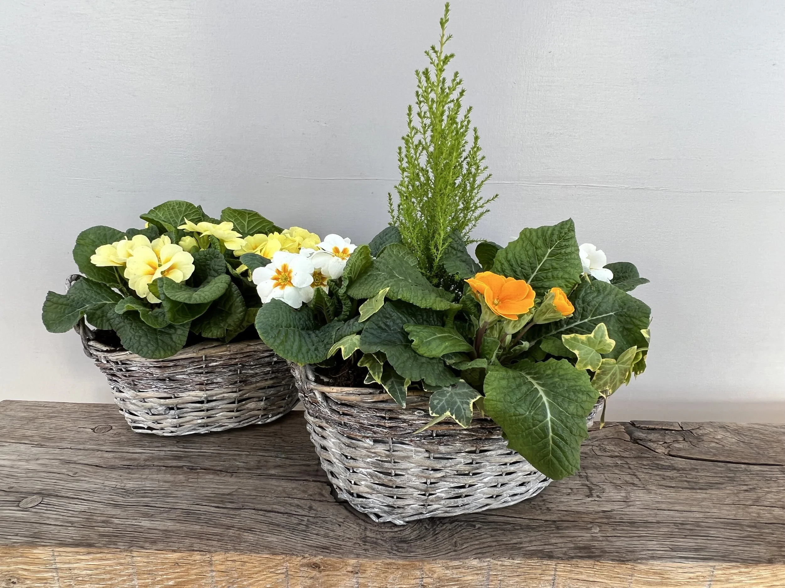 Dorset Planters