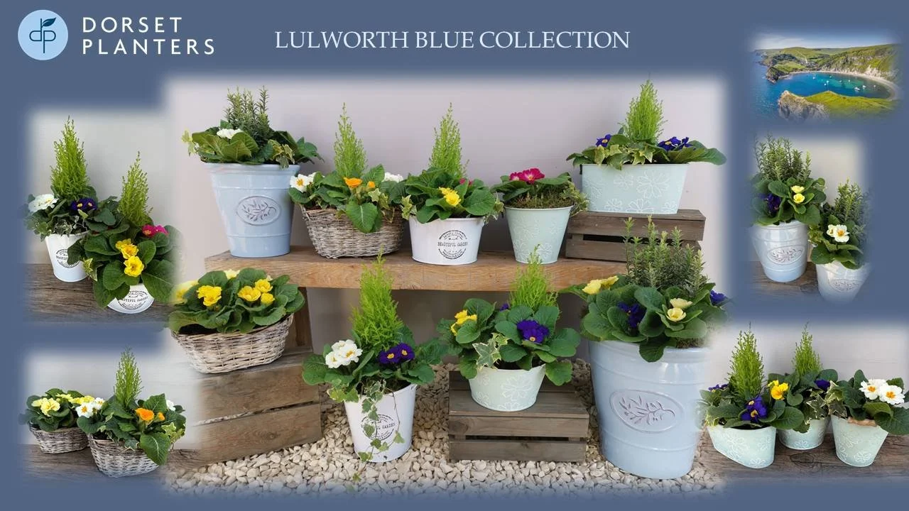 Dorset Planters
