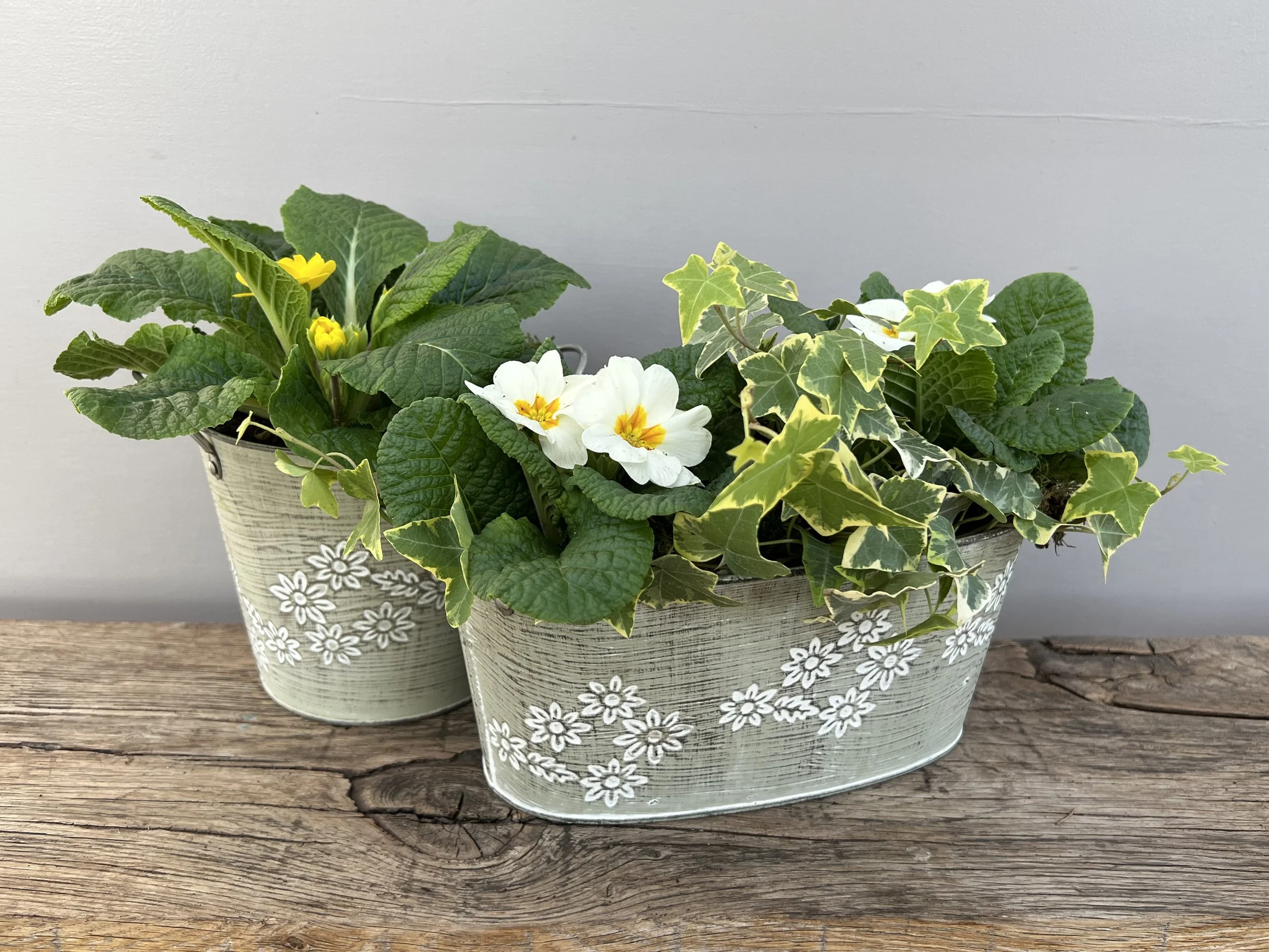 Dorset Planters