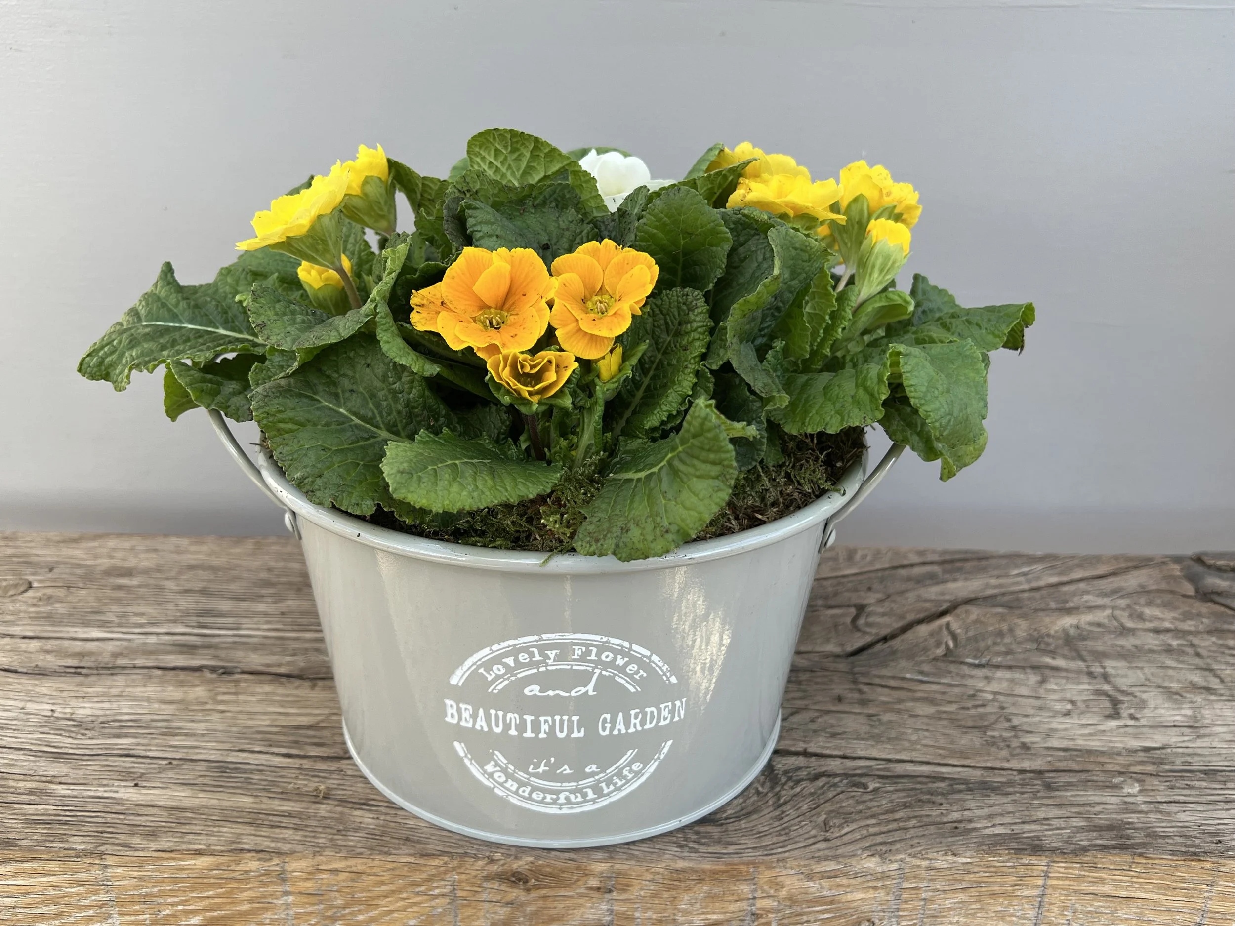 Dorset Planters