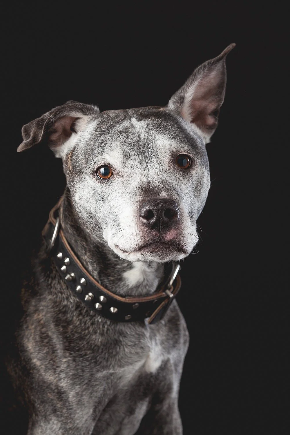 En av de siste - Frøya, en herlig Amerikansk Staffordshire Terrier ...