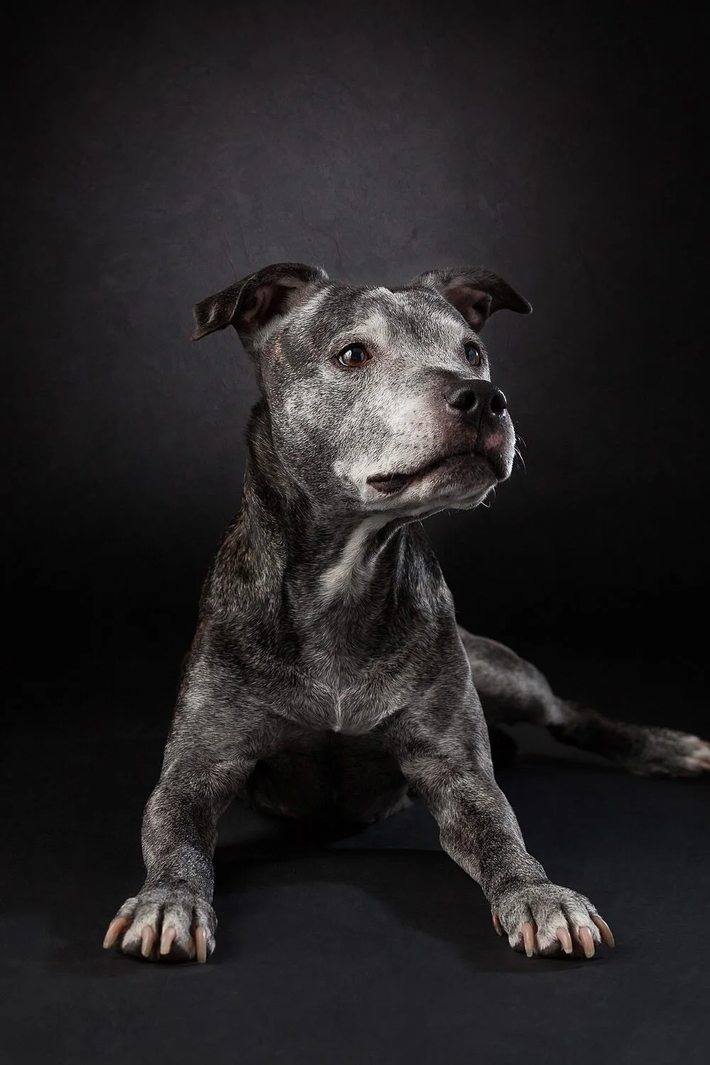 En av de siste - Frøya, en herlig Amerikansk Staffordshire Terrier ...