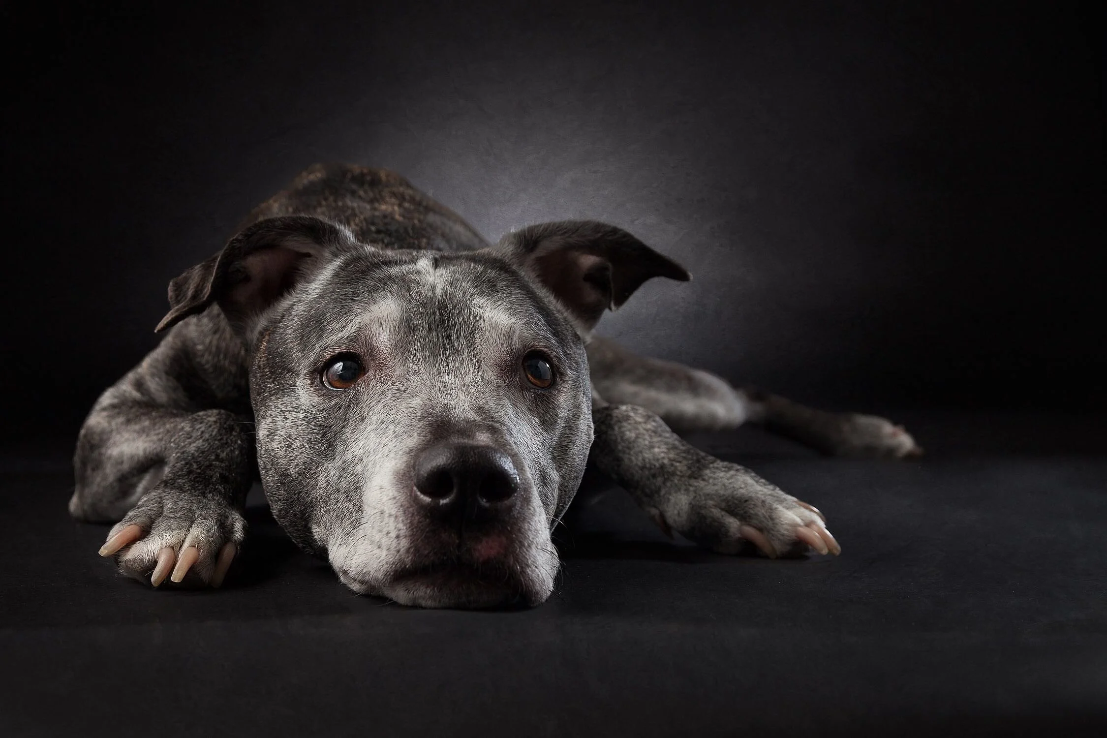 En av de siste - Frøya, en herlig Amerikansk Staffordshire Terrier ...