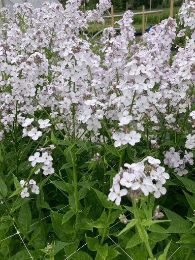 SWEET ROCKET - very, very, VERY Pale Lavender — Marlston Farmgirl