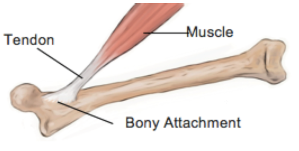 Understanding Tendons: The Connective Link Between Muscles and Bones ...