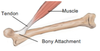 Understanding Tendons: The Connective Link Between Muscles and Bones ...