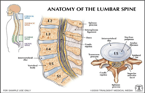 Types of spinal disc herniation — EPOCH HEALTH