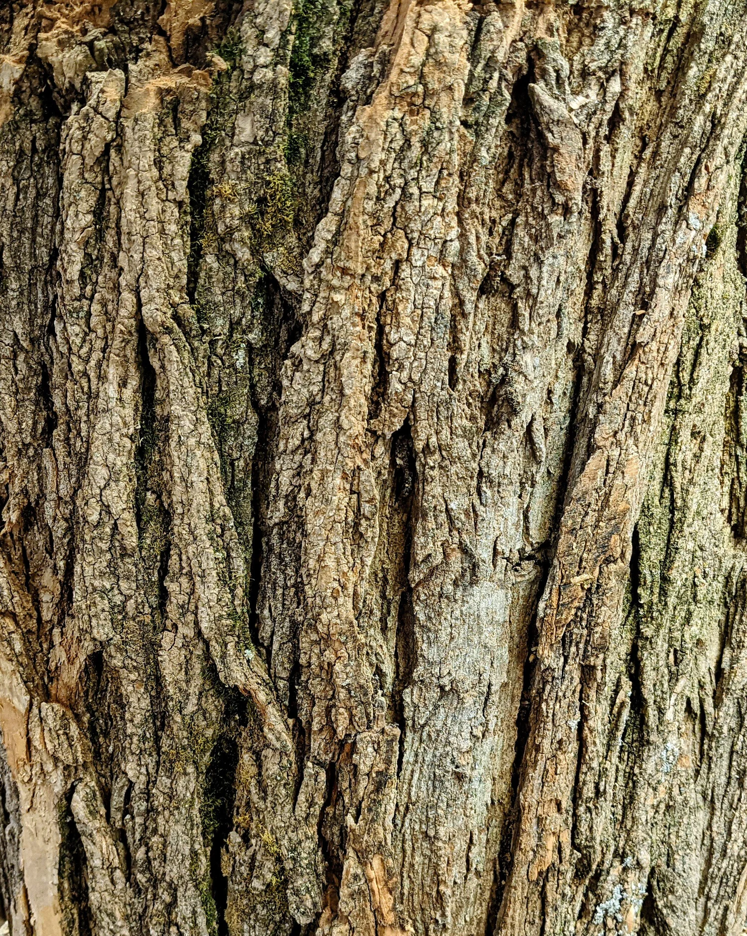 Red Elm — Rustic Ridge Woodcraft