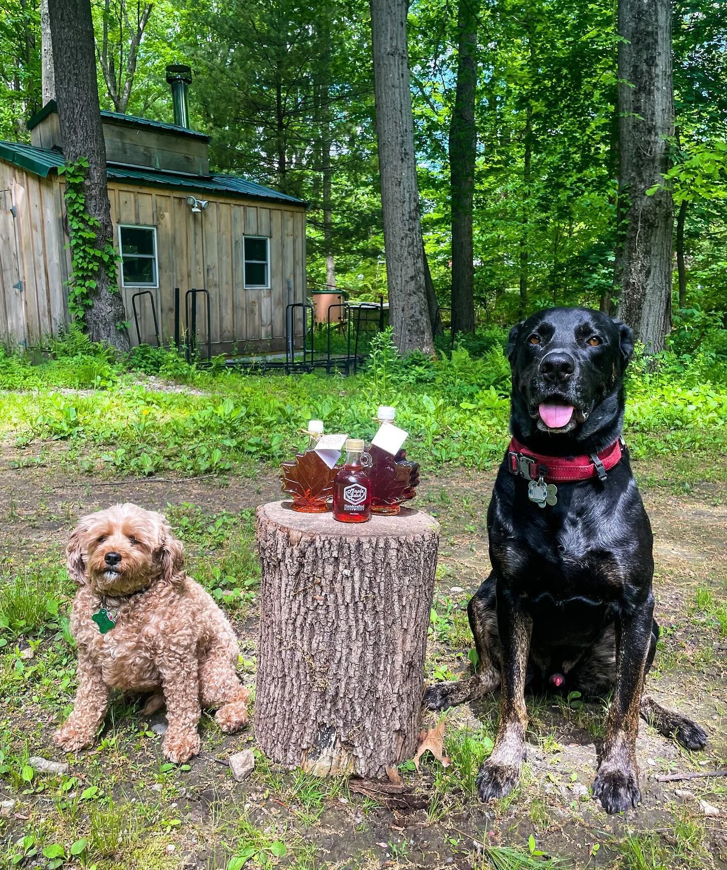 Gallone Bottle — Maple Jack