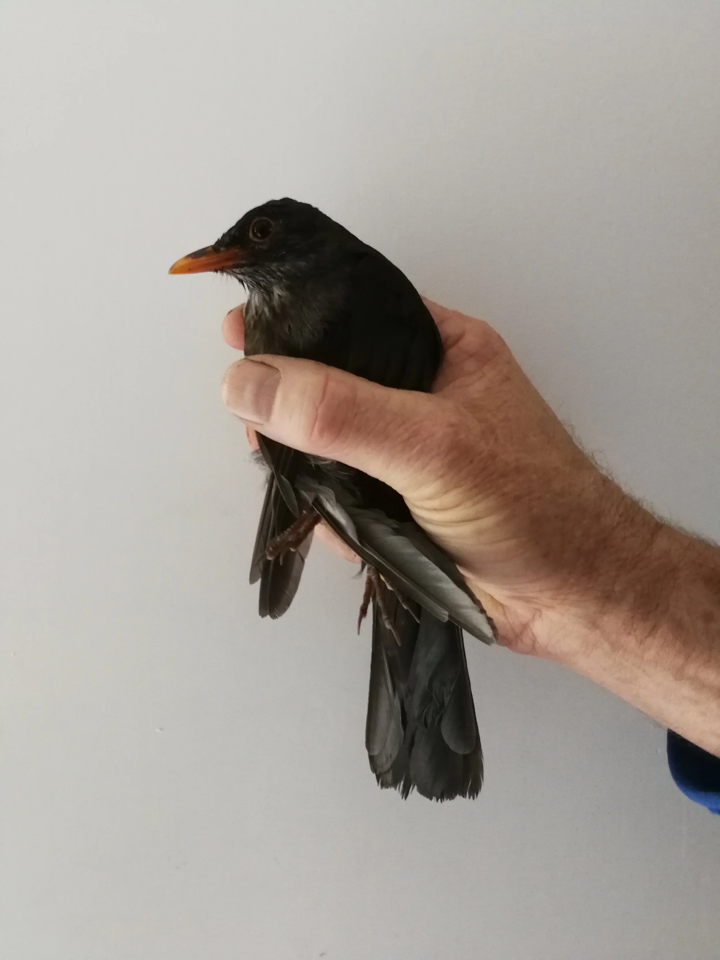 About — horrobin and hodge