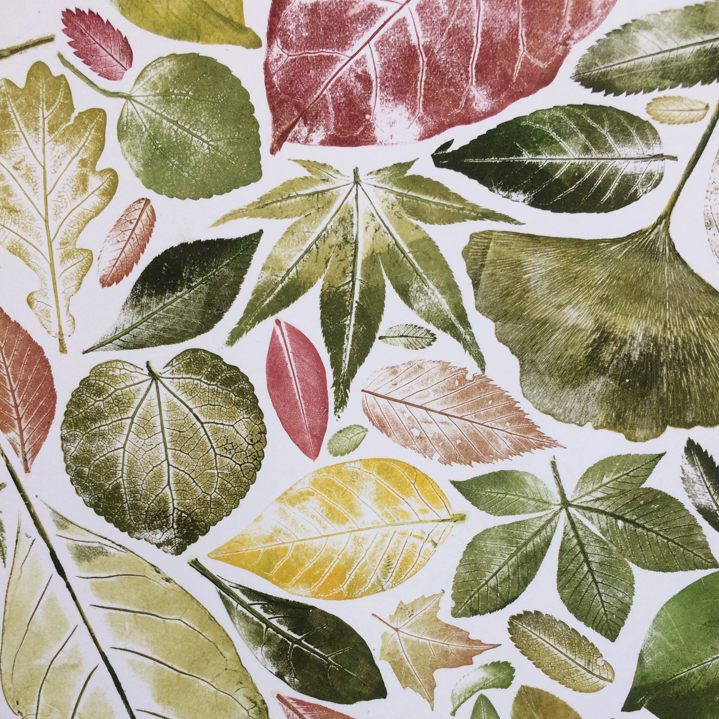 Slow Lane Studio - Natural Colour, Dyes & Plant-Based Pigments