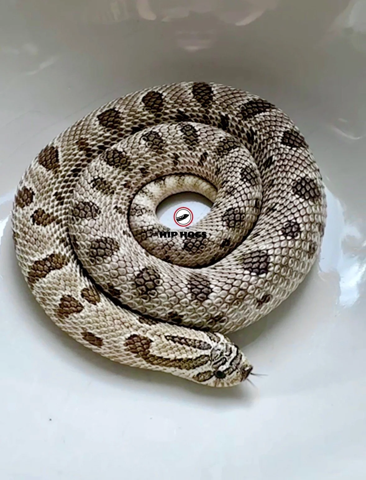 Arctic Anaconda het albino/sable x Super Arctic Tiger Het Sunburst — Hip Hogs