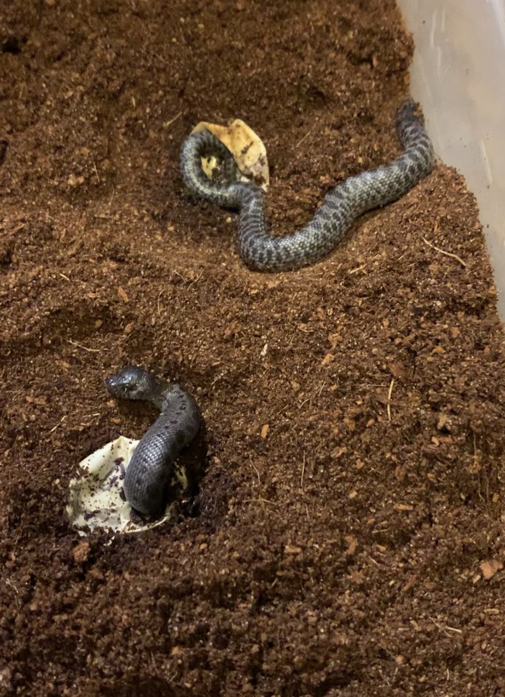 Services — Hip Hogs